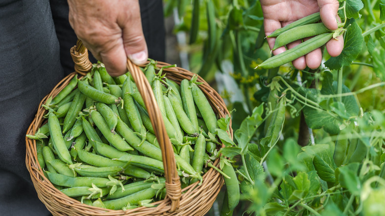 For A Bountiful Green Bean Harvest, Skip The Seedlings