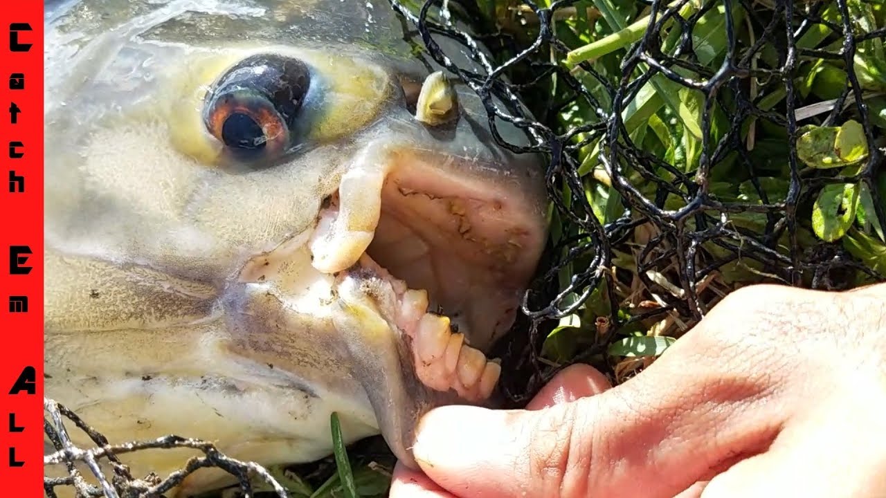 Monster Pacu with Piranha Teeth Caught in Florida!