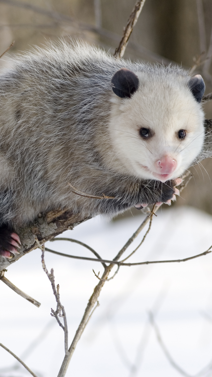 10 animals that are considered among the laziest in the animal kingdom