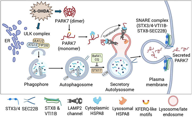 Autophagy and lysosomal pathways orchestrate unconventional secretion ...