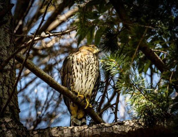 Este halcón sorprendió a los científicos: usa los semáforos para cazar ...