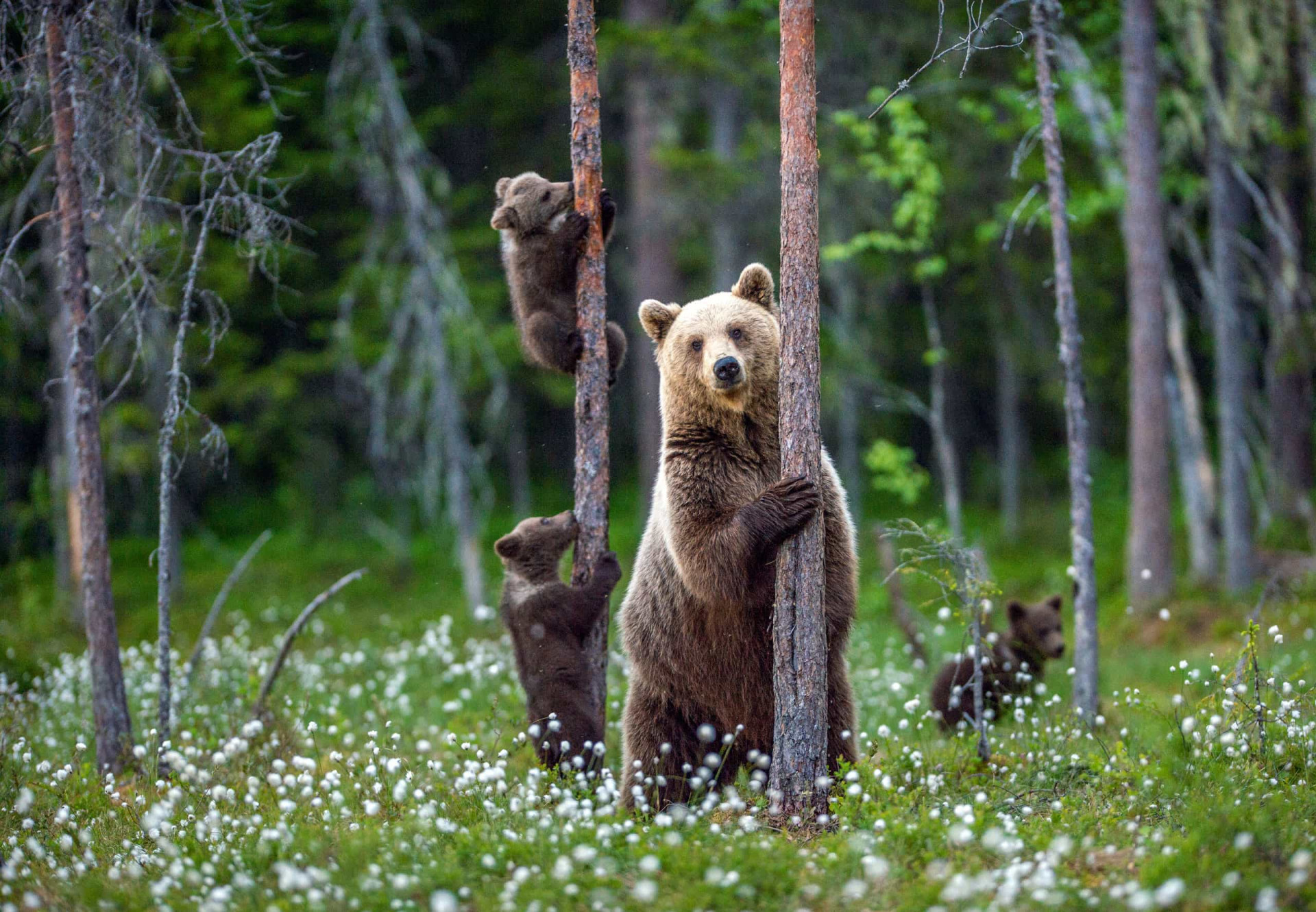 Incredible bear facts that you may not know