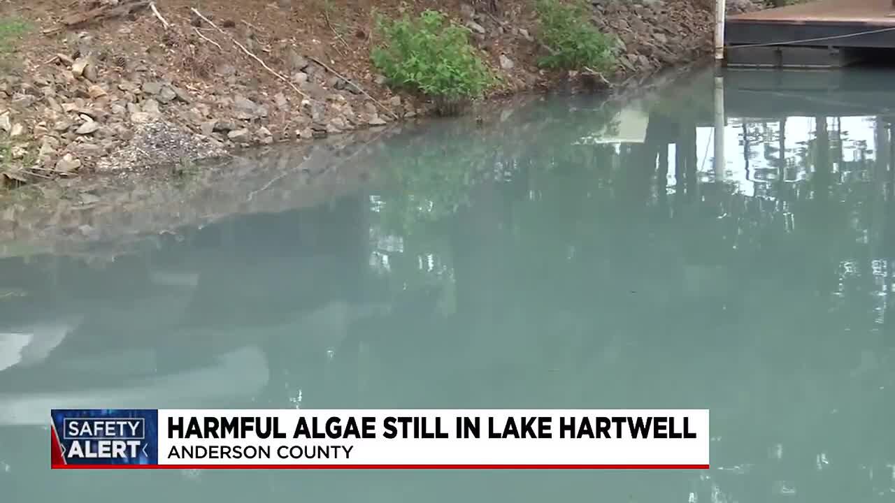 Safety Alert: ‘Harmful algae still in Lake Hartwell but conditions may ...