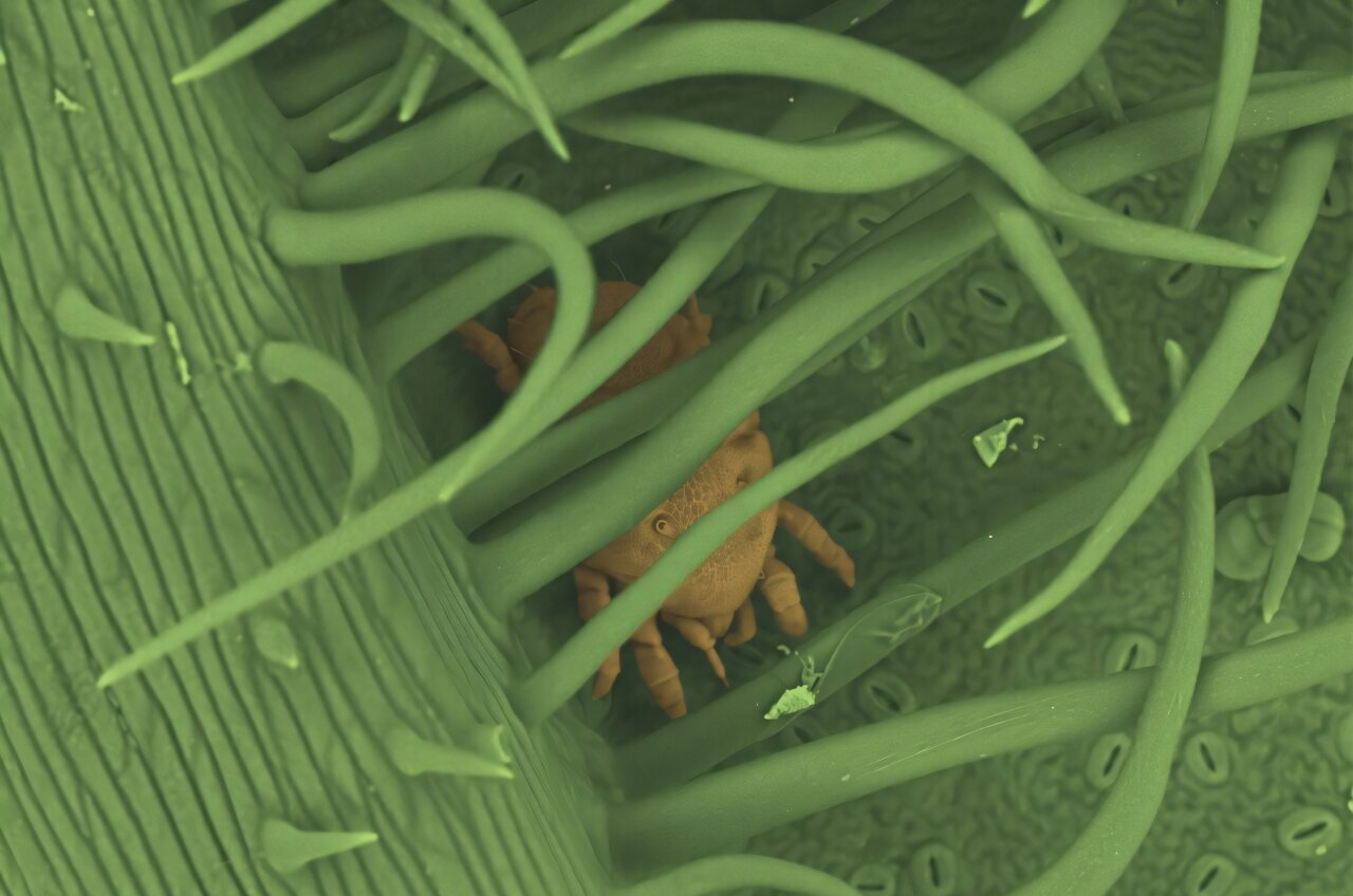Mighty mite defense systems: More mites, more protection for plants