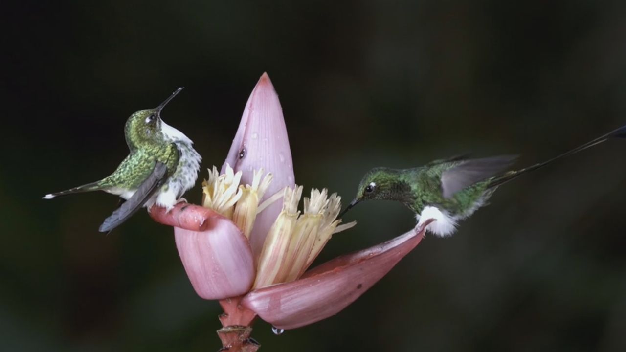 Weightless hummingbirds dance around flower in slow-motion