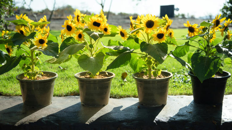 Why Sunflowers Are The Perfect Plant For Beginner Gardeners And How To ...