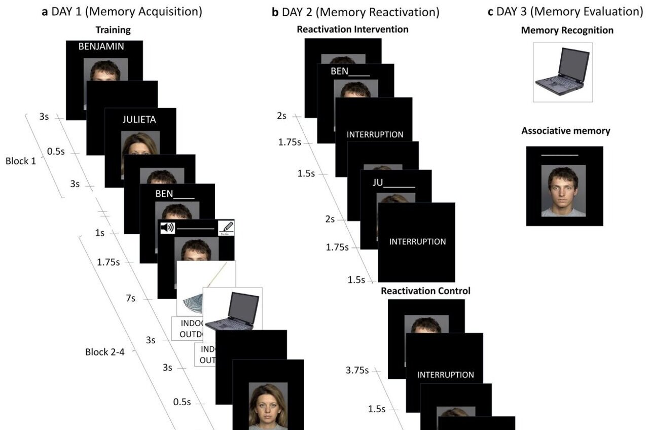 Reactivation of specific memories can indirectly strengthen related ...