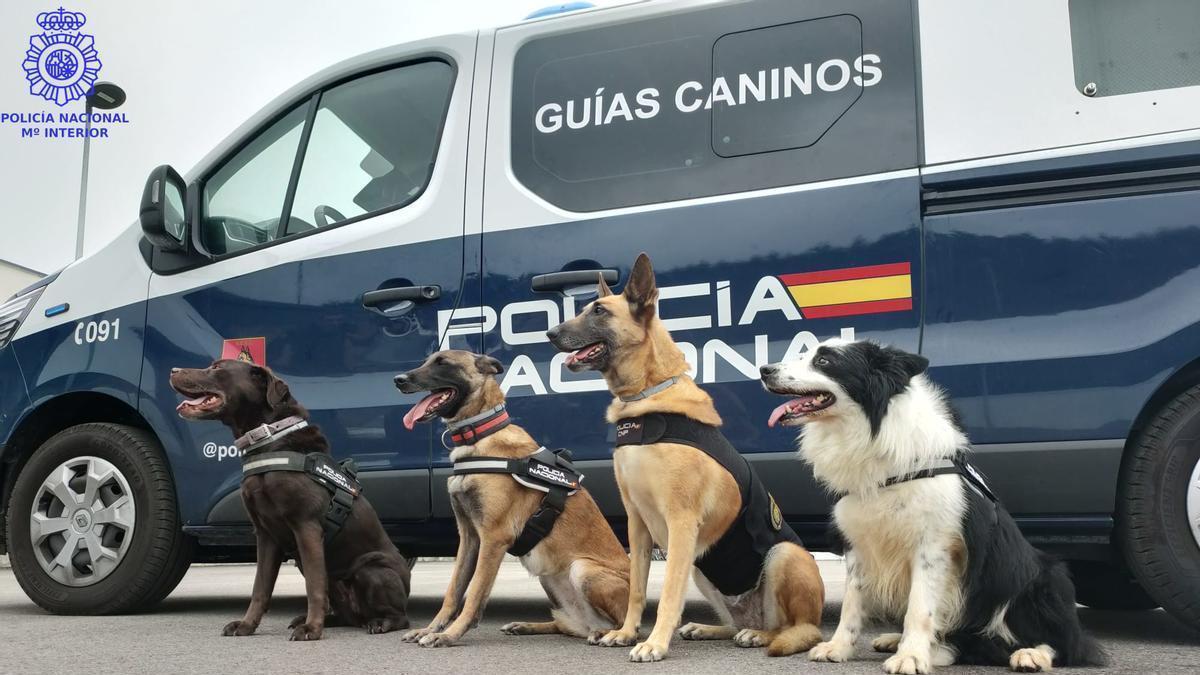 La Policía Nacional busca familia para Tomi, Titán, Kira y otros perros ...