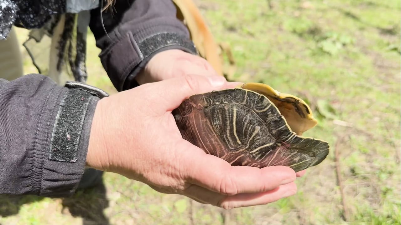 It's World Turtle Day! Here's why they matter