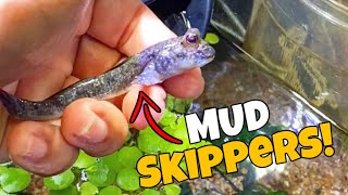 The mudskipper tank build that turned into an amphibious circus