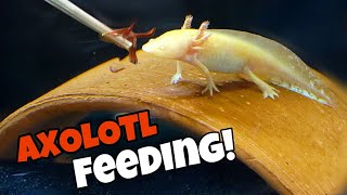 24K Gold Axolotl Feeding – How to Feed Your Pet Axolotl