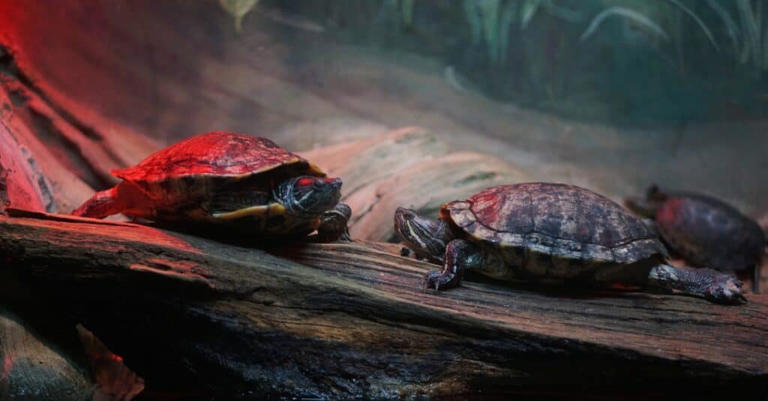 Red-Eared Slider vs. Painted Turtle: What are the Differences?