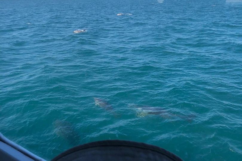 'Super pod' of dolphins spotted off Devon coast