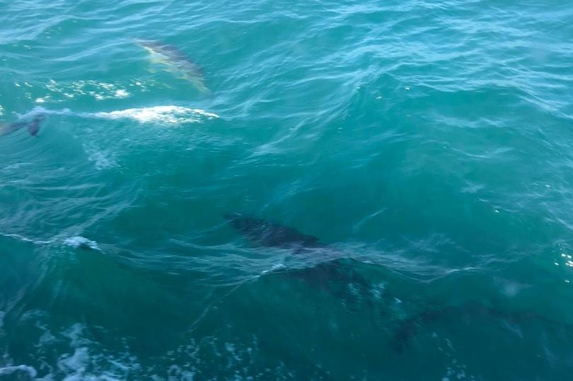 Heinous crimes committed by the Golden State Killer