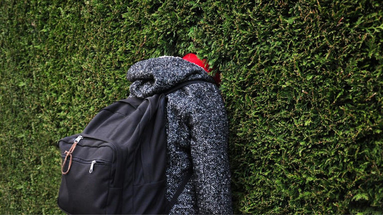 Cette plante qui pousse vite et fort est idéale pour cacher le vis-à ...