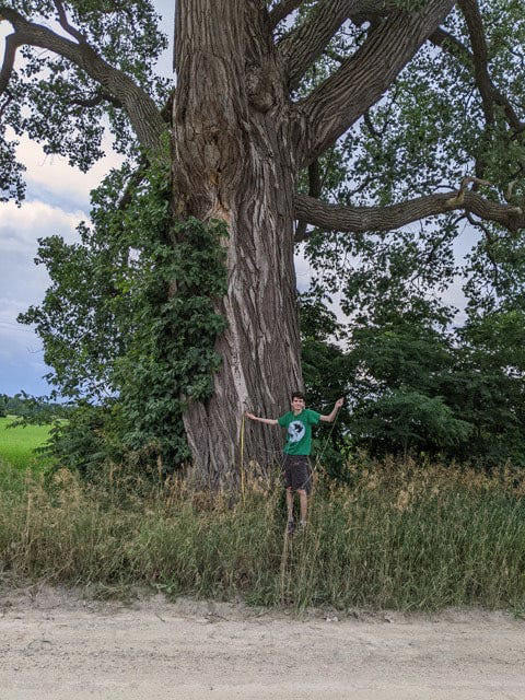 Summer 'hunt' seeks Michigan's massive trees. How to win prizes, find ...