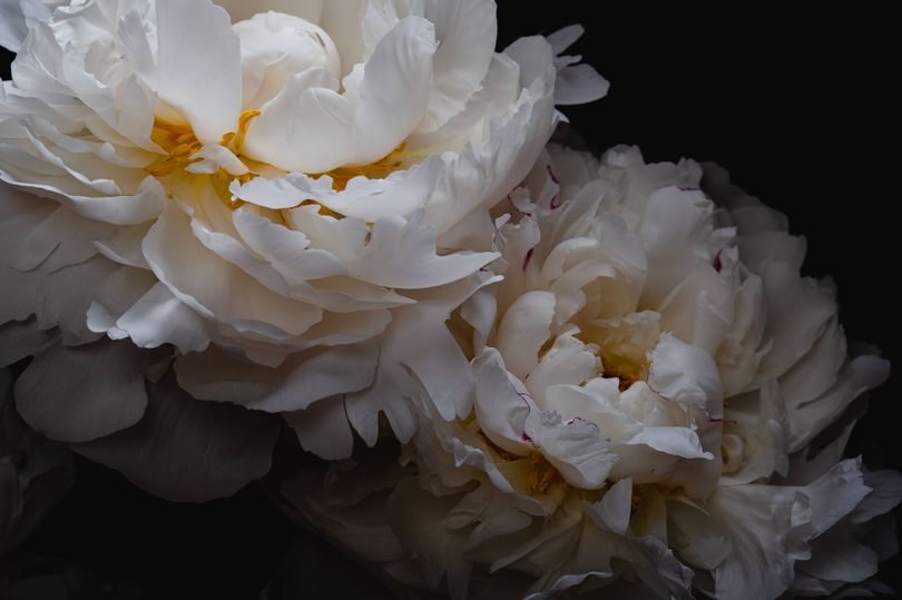 Gardeners can enjoy 'decades of glorious peonies' with this planting method