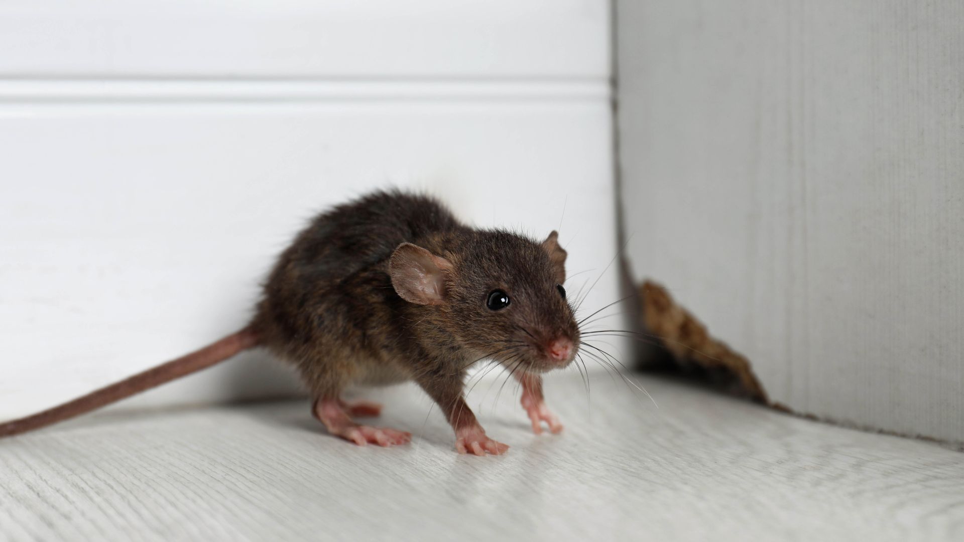 Keep rats and mice away from your home with this simple $1 item
