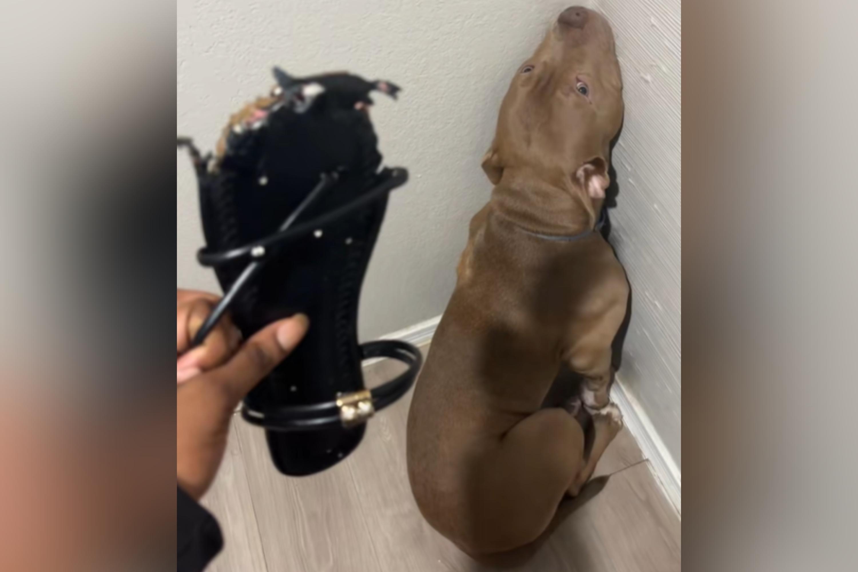 Hilarity at dog's guilty reaction after chewing shoe—"Arrested himself"