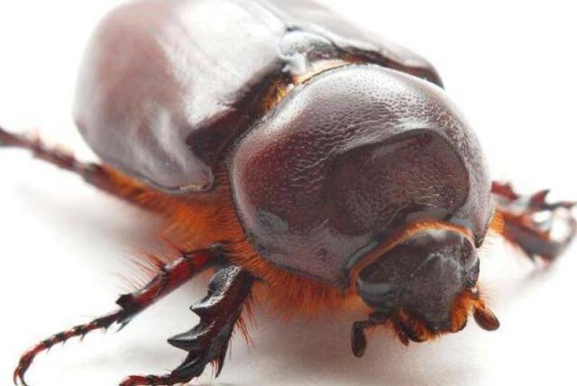 ¿Por qué en mayo salen muchos cucarrones voladores gigantes en Colombia ...