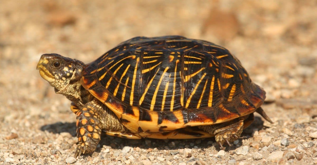 Box Turtle vs. Painted Turtle: What are the Differences?