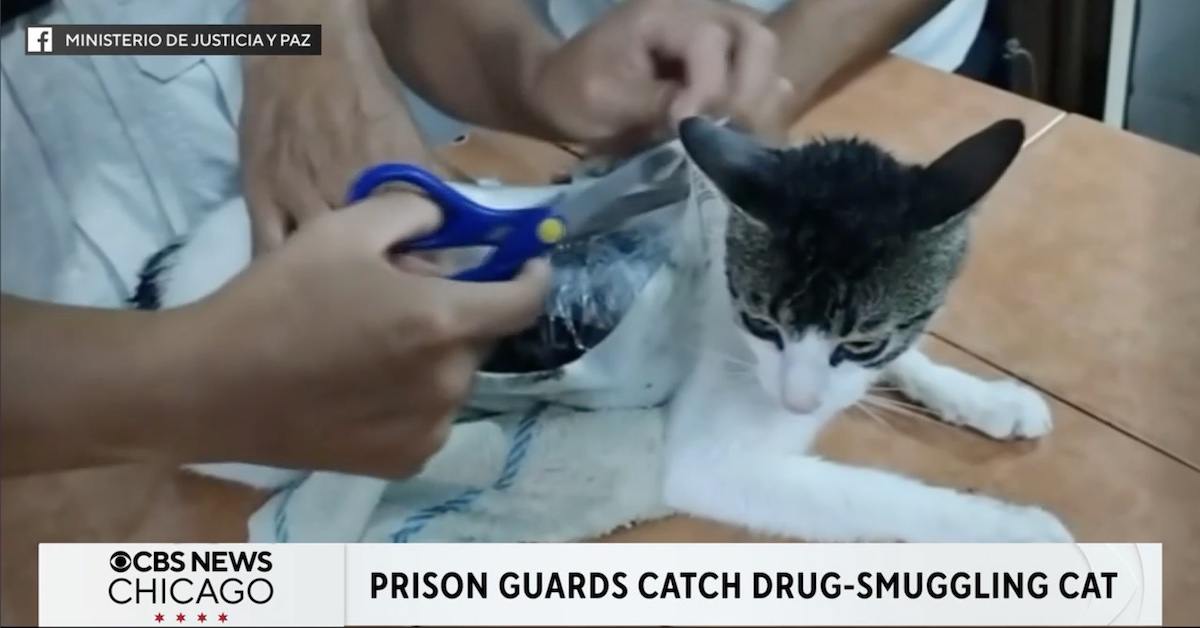 WATCH: Drug Smuggling Cat Nabbed by Prison Officials in Costa Rica