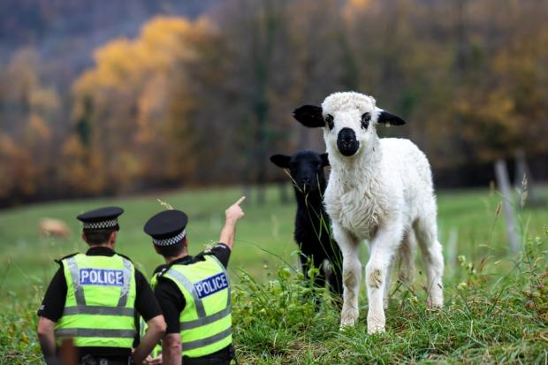 Manhunt launched after sheep-napping spree as six lambs lifted