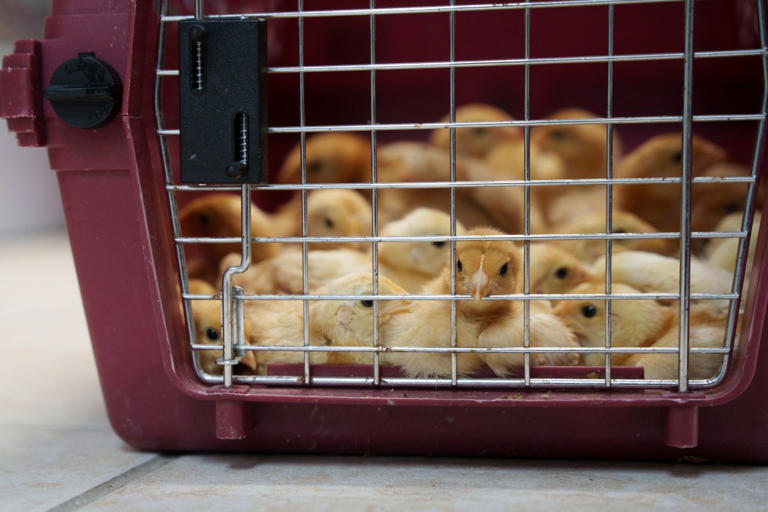 Thousands of chicks found abandoned in USPS truck have been adopted