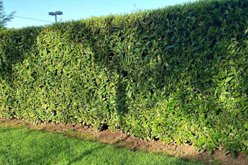 Lawns will be thicker than ever after 1 easy task that only needs doing ...