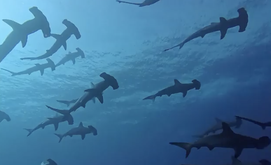 Rare Footage Captures Hammerhead Sharks Swarming Japan’s Waters
