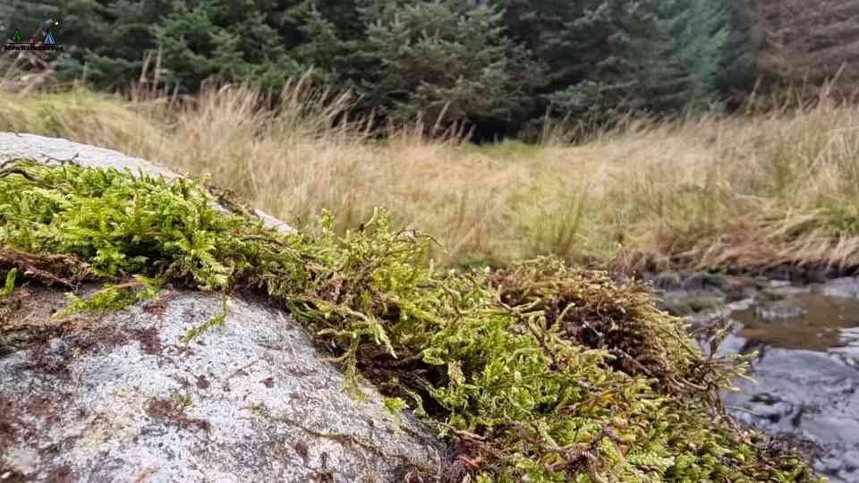 Men With The Pot - MSN