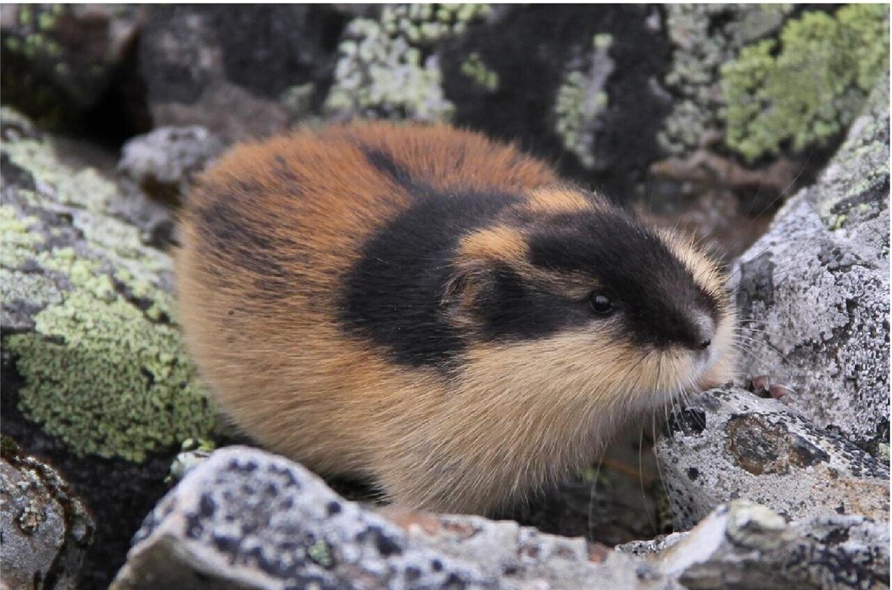 Ice age animal cold adaptations began 2.6 million years ago, study finds