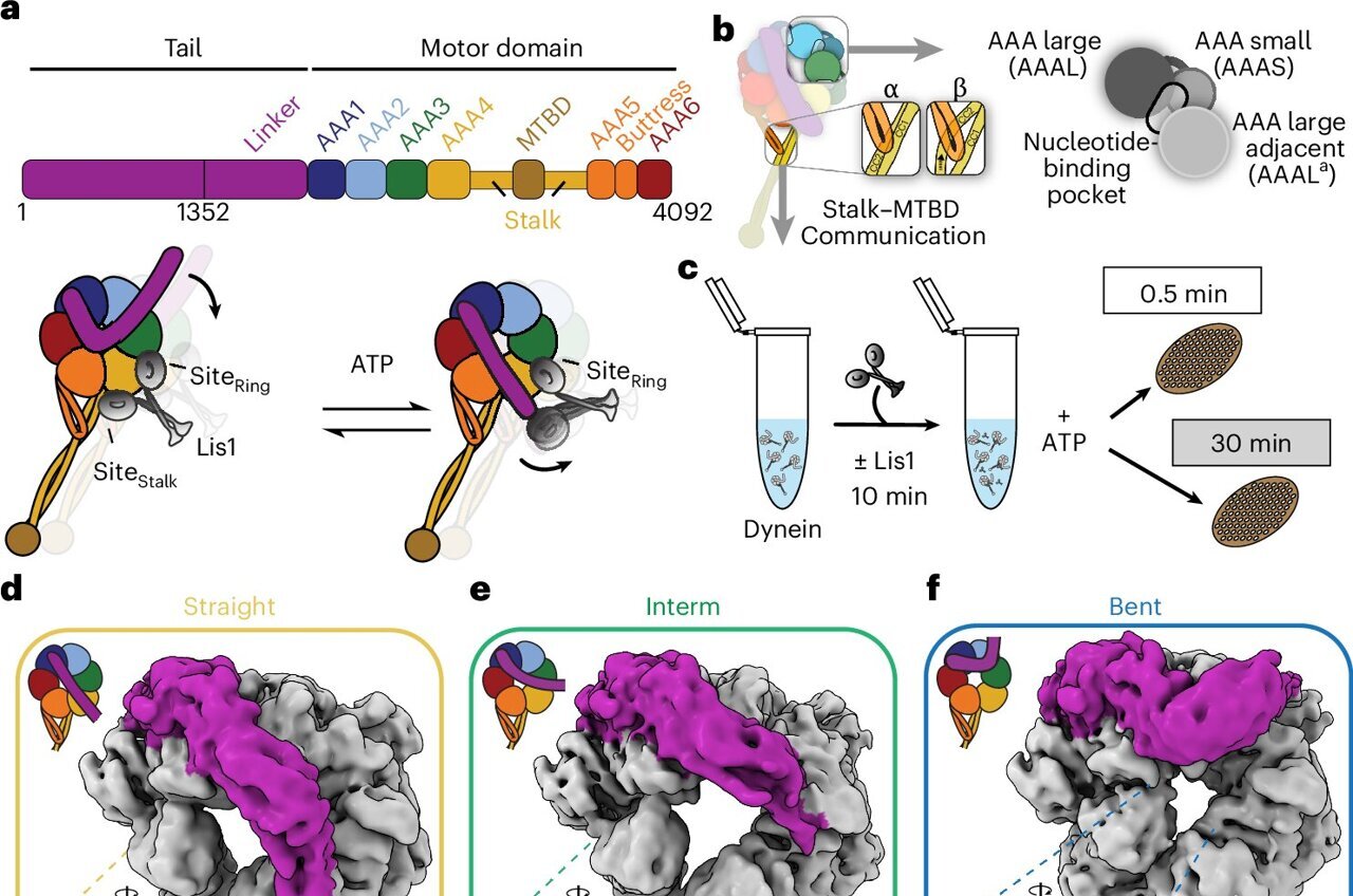Microscopic movies capture brain proteins in action, revealing new ...
