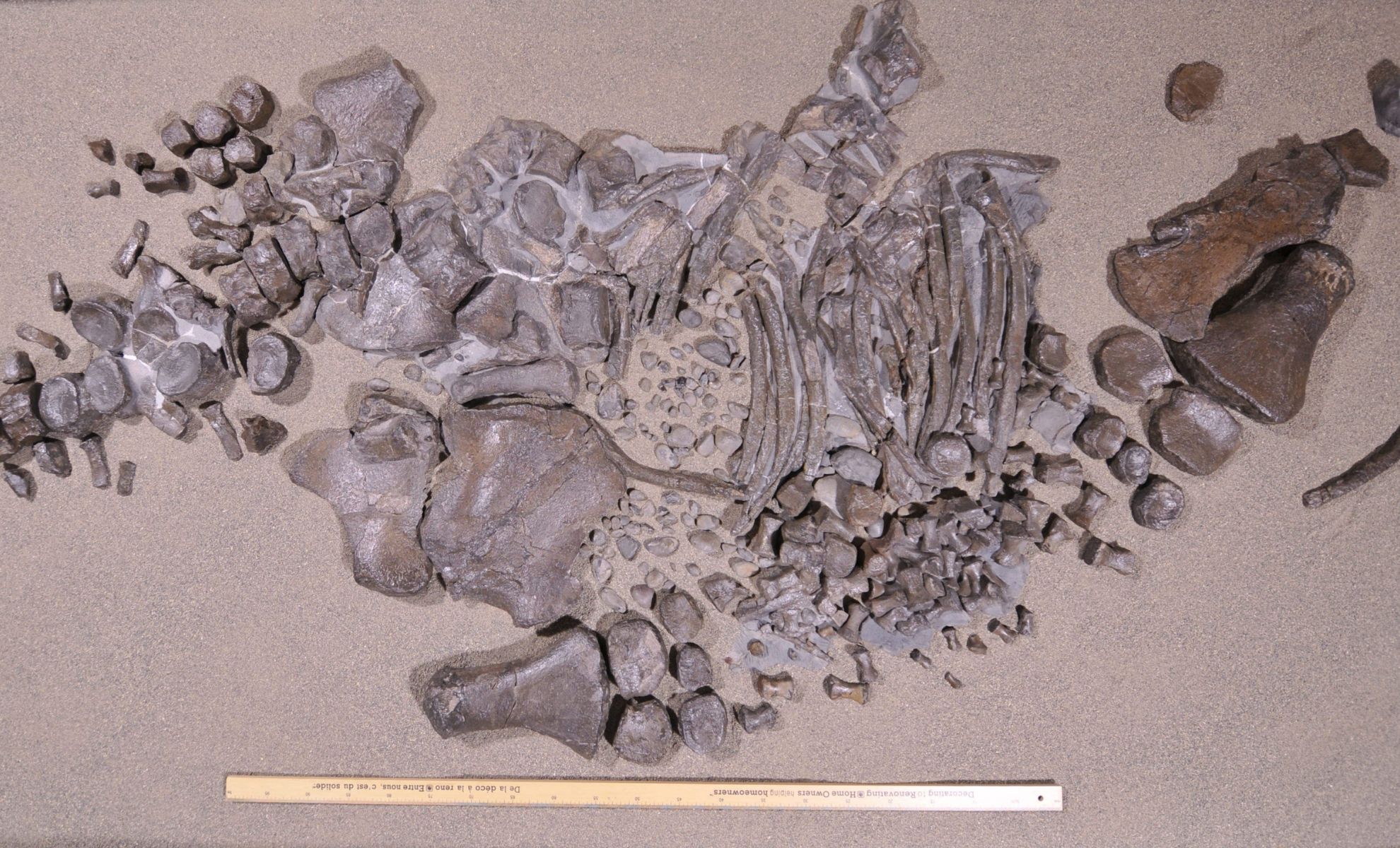 New Sea Monster Species Identified in British Columbia Stuns Scientists