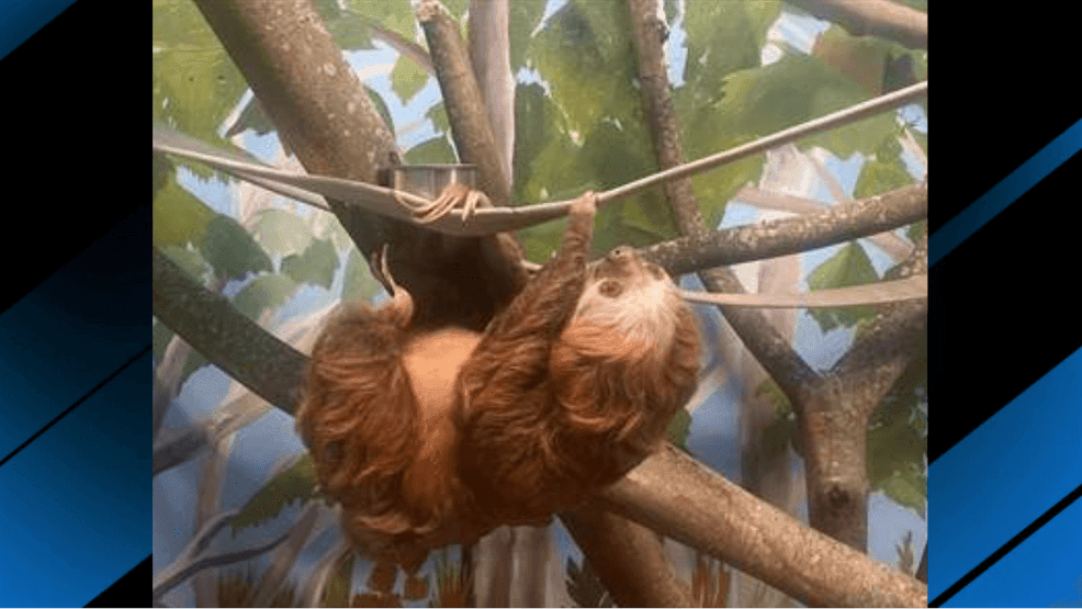 Sloth and back on view at Birmingham Zoo just in time for Memorial Day ...