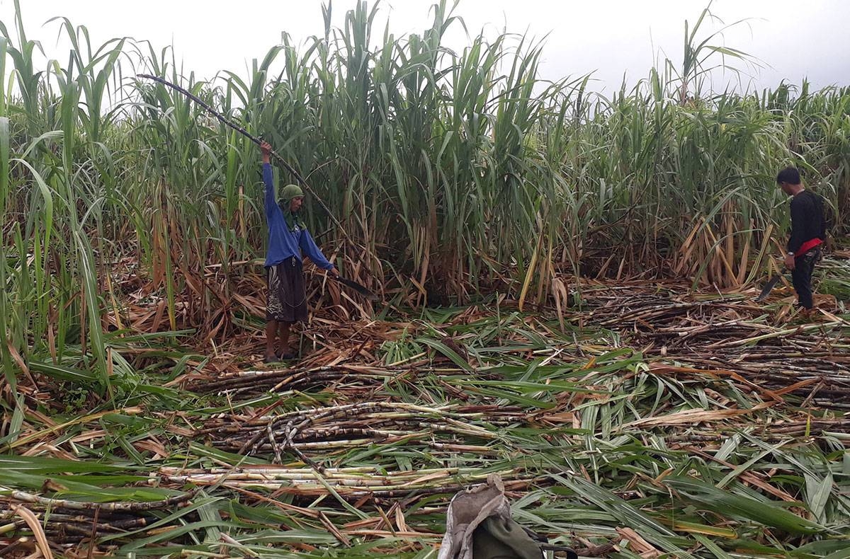 Sugarcane pest infestation spreads
