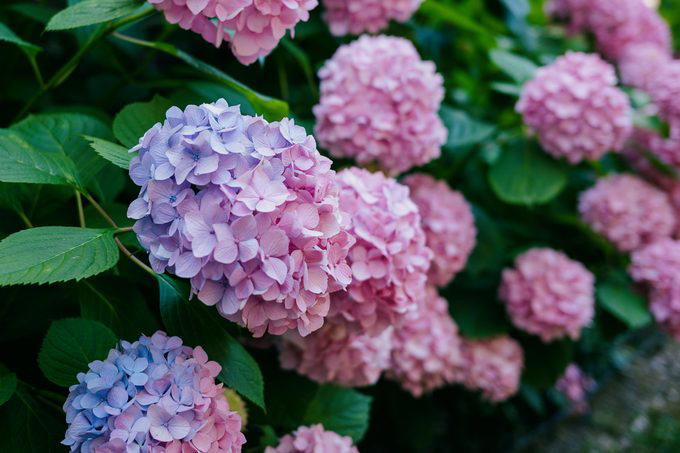 10 Resilient Deep Shade Plants for Your Garden