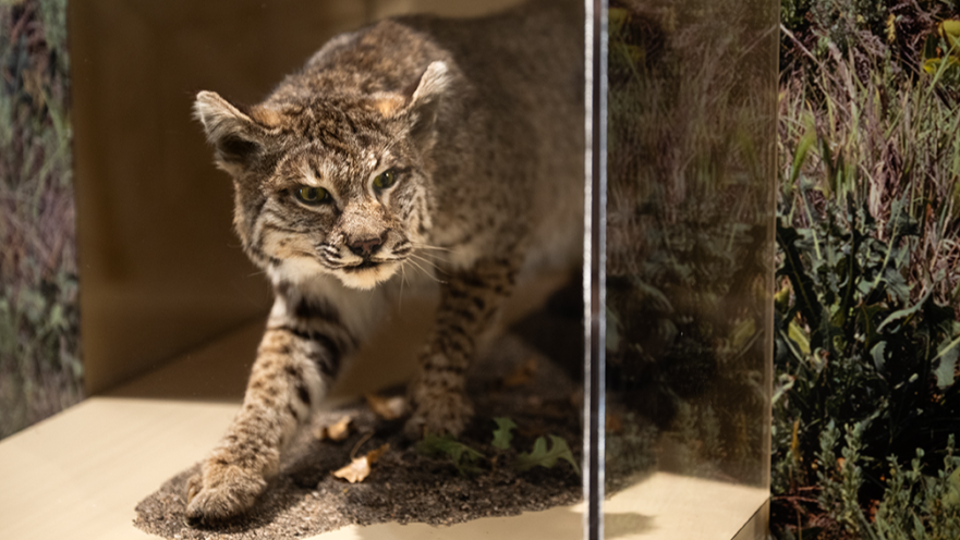 Look inside Modesto's Great Valley Museum