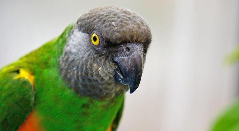 Do Senegal Parrots Make Good Pets for Beginner Birdkeepers?
