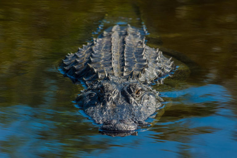 Kayakers attacked by gargantuan ‘bull gator,’ forcing popular Florida ...