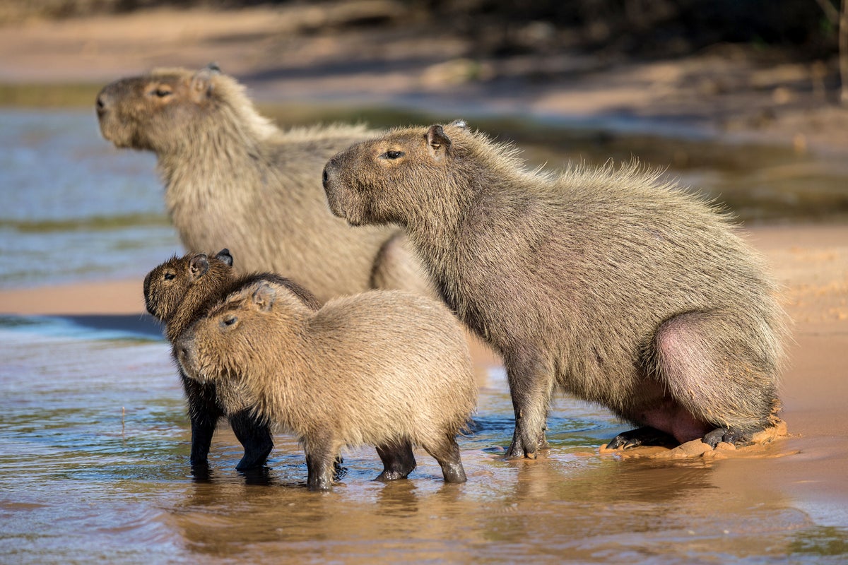 Police seize five capybaras and crack cocaine after car chase