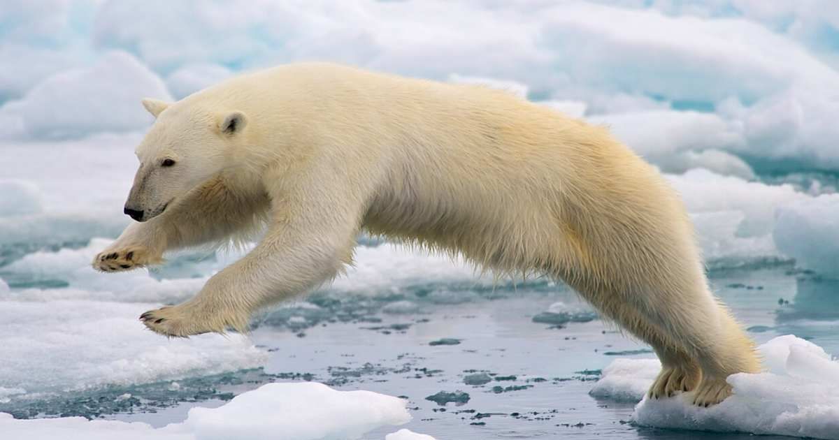 Dramatic Melting of Arctic Ice Can Lead to Extinction of Polar Bears by ...
