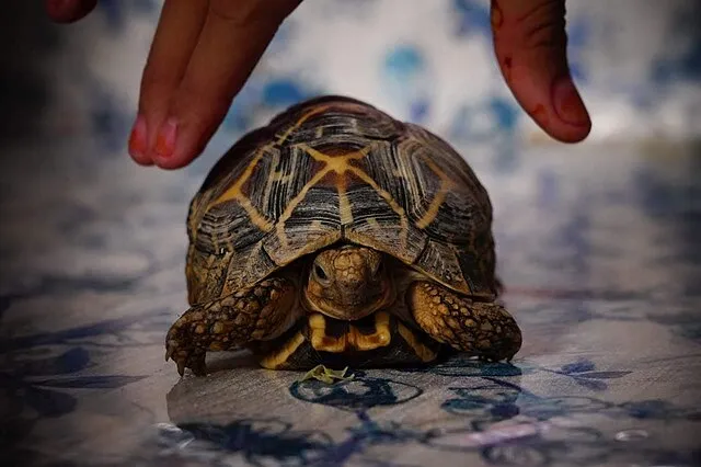 15 Fascinating Facts About Turtles to Celebrate World Turtle Day