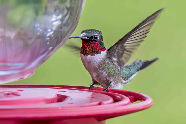 The best place to hang your hummingbird feeder to attract the most ...