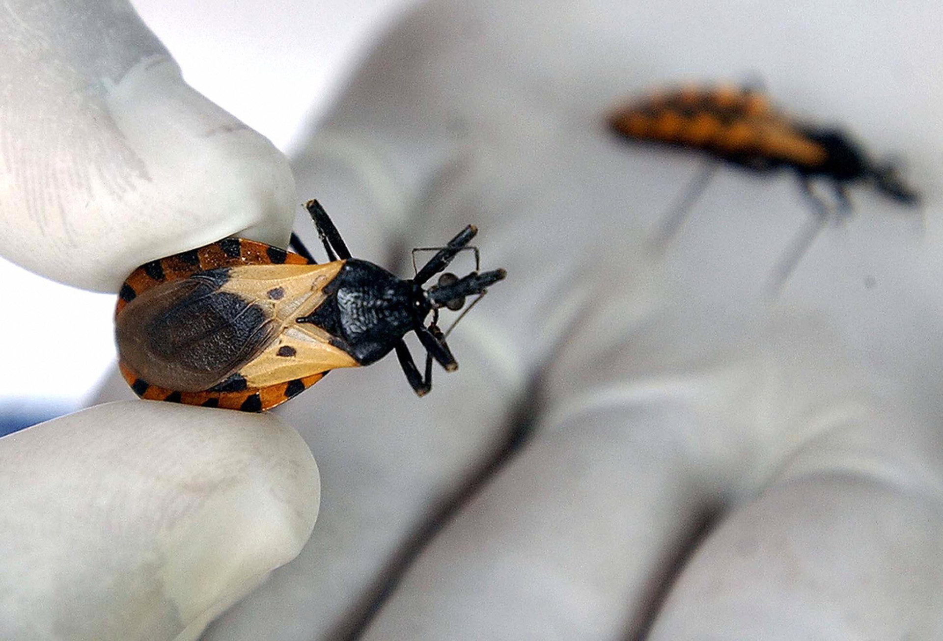 Chagas disease: the parasite that lurks for decades