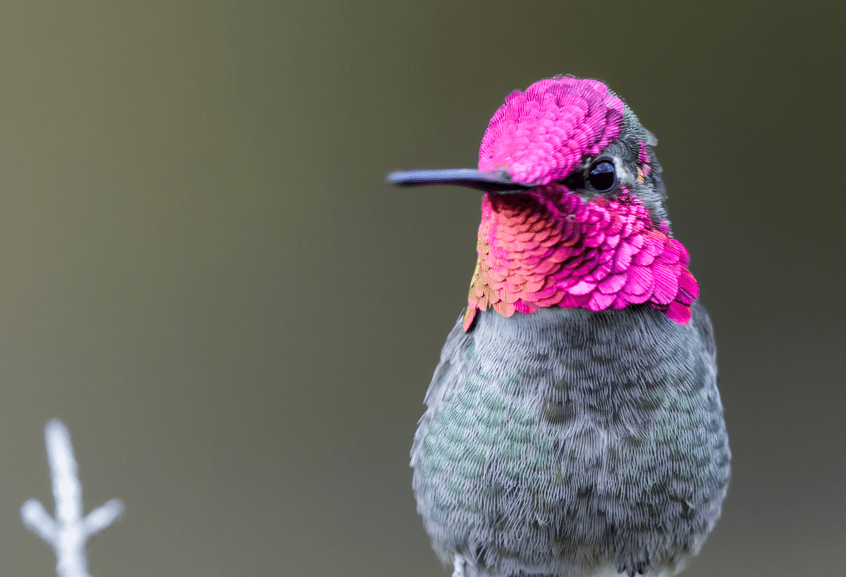 Hummingbirds Have Rapidly Evolved In California Over The Past Century
