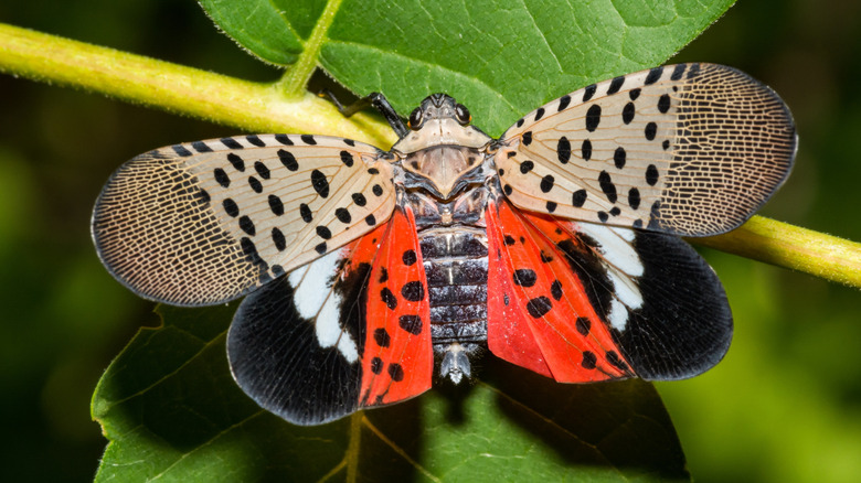 The Invasive US Insect With An 'Appetite For Destruction' You Should ...