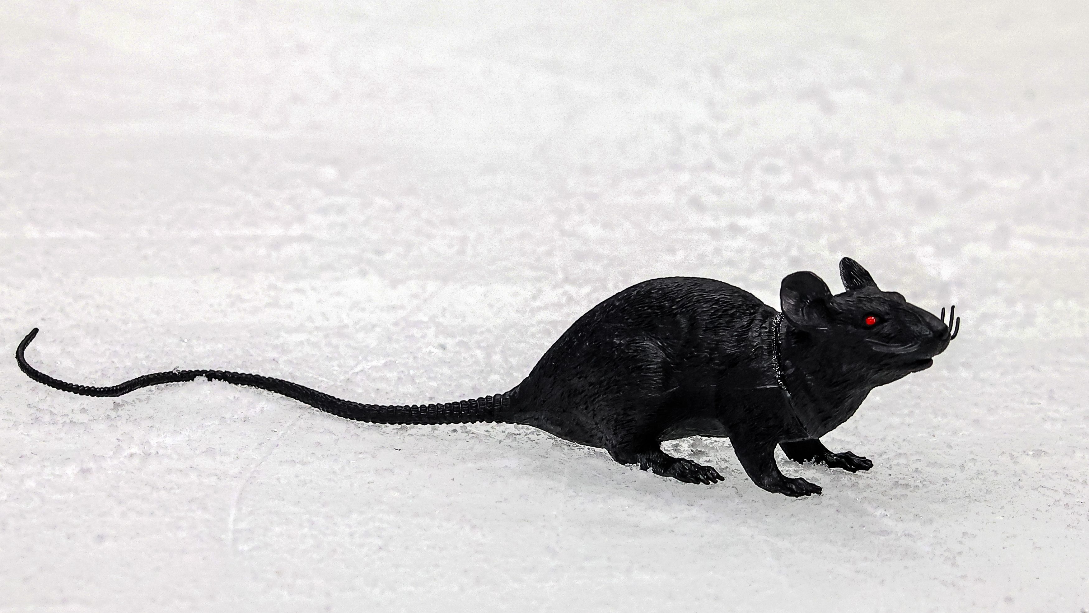 The story behind Florida Panthers fans' rat-throwing tradition