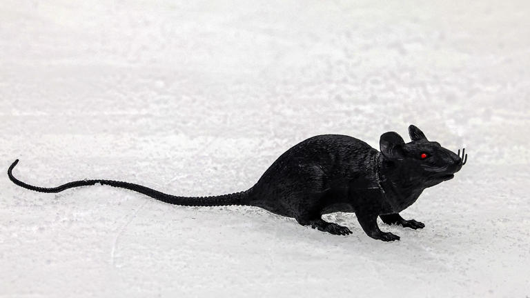 The story behind Florida Panthers fans' rat-throwing tradition