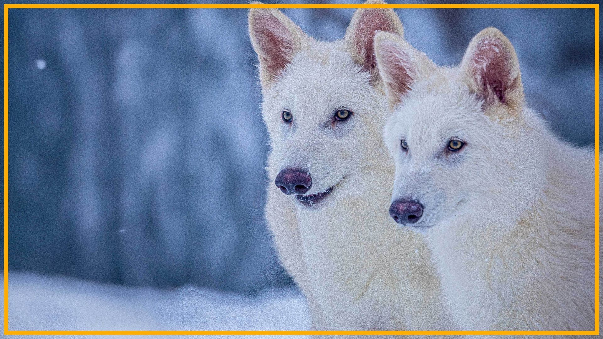 Colossal's de-extinction campaign is built on a semantic house of cards ...